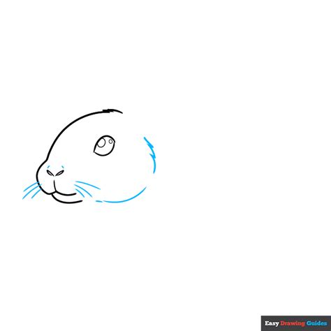 How To Draw A Real Life Rabbit