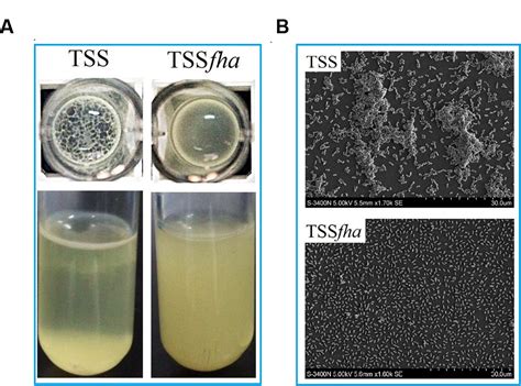 Frontiers Pseudomonas Fluorescens Filamentous Hemagglutinin An Iron Regulated Protein Is An