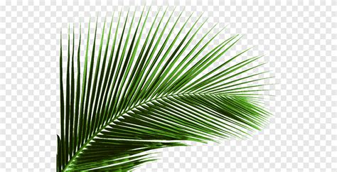 코코넛 잎 야자 잎 나뭇잎 Png Pngegg