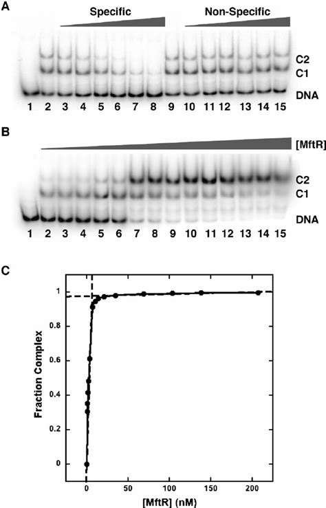 Mftr Binds Its Operator Sequence Specifically At Two Sites A Mftr
