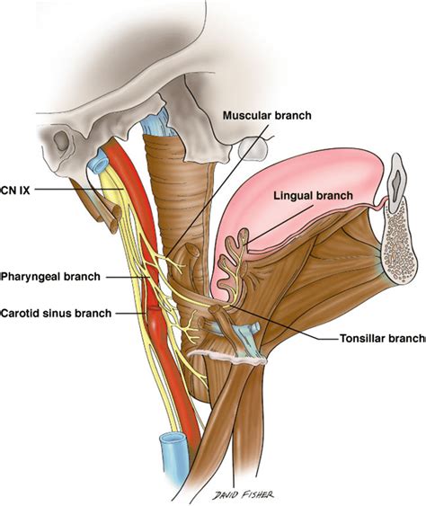 Glossopharyngeal Nerve Branches What Are The 12 Cranial Nerves