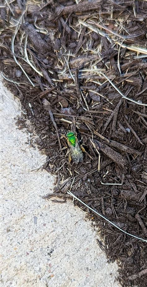 Found In Central Texas R Whatisthisbug