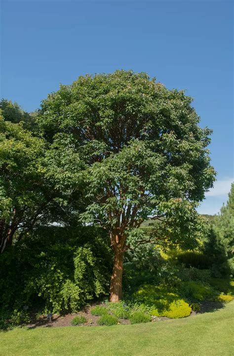 Acer Griseum Winged Hardwood Paper Bark Maple Paperbark Maple