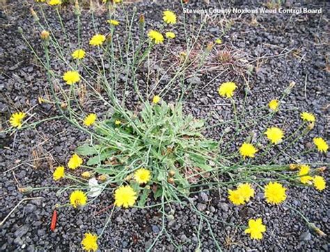 Yellow Flower Weed Washington At Dorothy Boots Blog