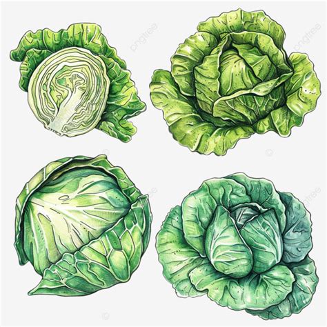 양배추와 양상추 야채 Isoletad 스케치 양배추 상추 채소 Png 일러스트 및 이미지 에 대한 무료 다운로드 Pngtree