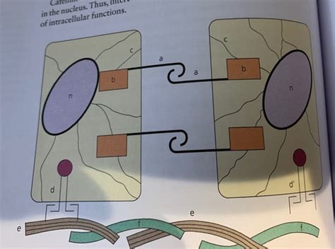 Chapter 9 Metastasis Flashcards Quizlet