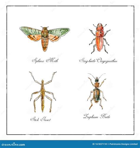Insect Exoskeleton Sketch
