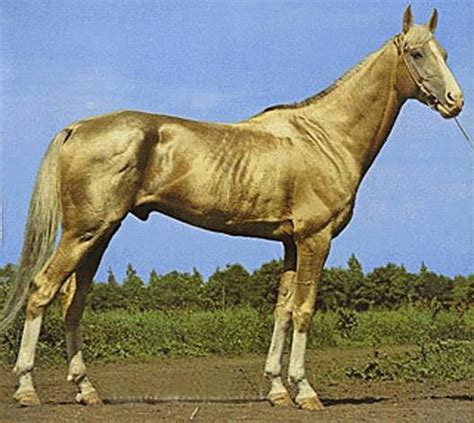 The Akhal Tekes Signature Metallic Sheen Illustrated In This Photo Of