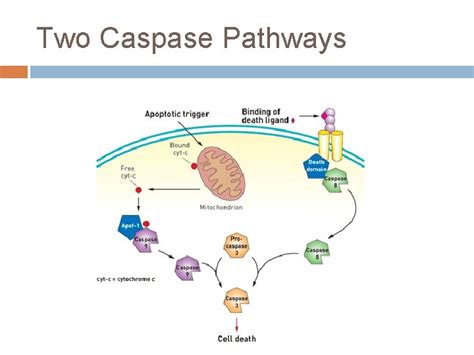 Apoptosis Cell Death By Brian Abadie Emily Anderson