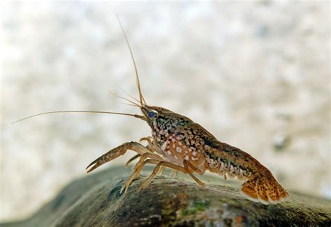 The Mutant All Female Crayfish That Reproduce By Cloning Themselves
