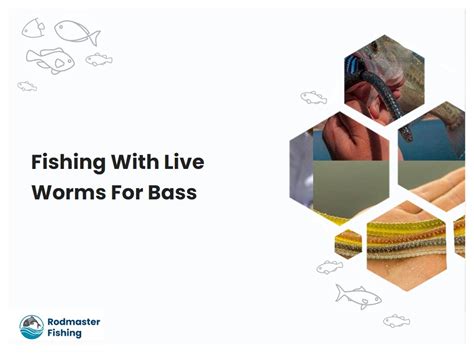 Fishing With Live Worms For Bass