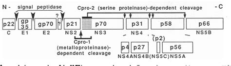 Figure 5 From Proteolytic Processing And Membrane Association Of Putative Nonstructural Proteins