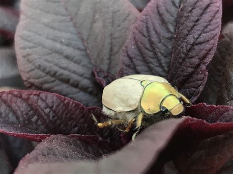I Think This Is An Albino Junebug R Mildlyinteresting