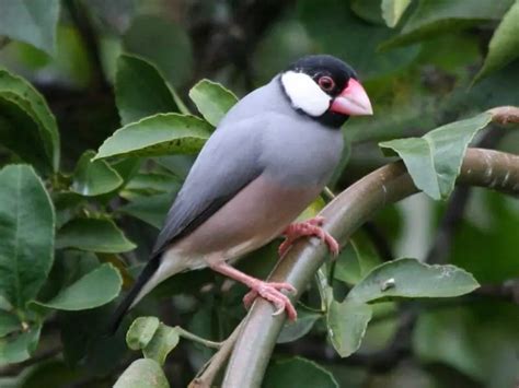 Java Sparrow Facts Diet Habitat And Pictures On Animaliabio