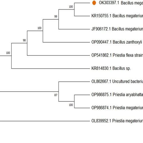 Phylogenetic Tree Of The Endophytic Bacterial Isolate Identified As Download Scientific Diagram