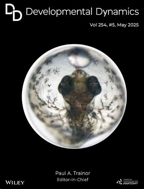 Segregation And Early Dispersal Of Neural Crest Cells In The Embryonic