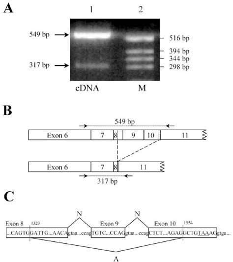 A±c Alternative Splicing Of The Human Cd5 Gene A Rtpcr Results From