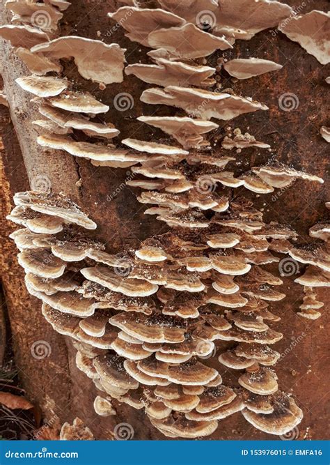 Bracket Fungus Growing On A Tree Trunk Stock Image Image Of Brown White 153976015