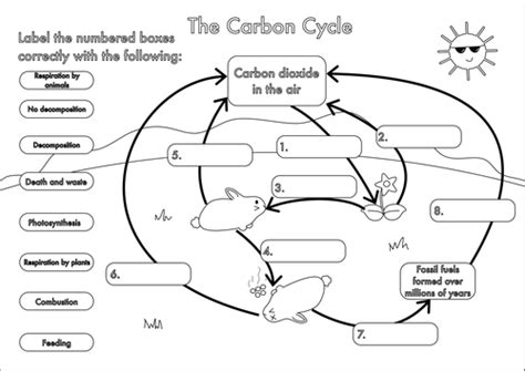 The Carbon Cycle Worksheet Backup Gambar