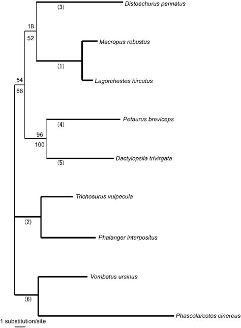 An Ml Tree Of Concatenated Codon Sequences Of 12 Mt Protein Genes Using