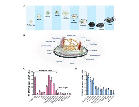 Spatial And Temporal Expression Patterns Of Hl Casp9 Mrna In