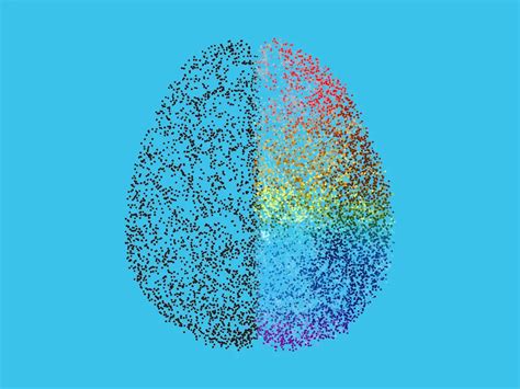 Unlocking The Mysteries Of The Mammalian Brain A Comprehensive Atlas