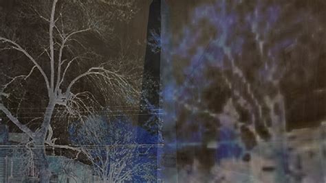 Wfg Catalogue The Branches Bleed Code