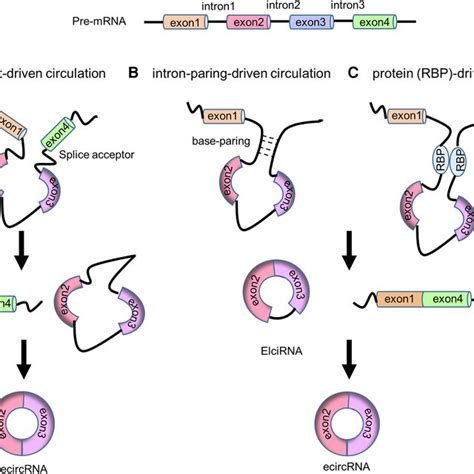 The Biogenesis Of Circrnas A Lariat Driven Circulation Model B
