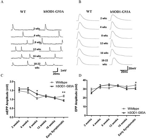 Development Of Abnormalities At The Neuromuscular Junction In The Sod1 G93a Mouse Model Of Als
