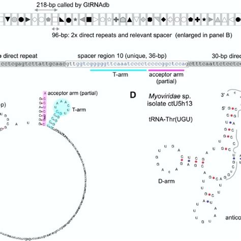 Heatmap Depicting Putative TRNA Gene Sets For Thermococcaceae Family Download Scientific