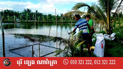 ក្រុមវារីវប្បករមានទឹកចិត្តនិងបន្តក្តីសង្ឃឹមបន្ទាប់ពីកម្ពុជាបាននាំចេញកំពឹស អន្ទង់ជោគជ័យទៅទីផ្សារចិន