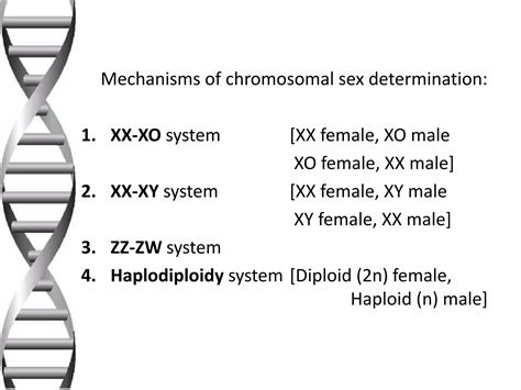 Sex Determination In Animals Pptx Sex Determination In Animals Pptx