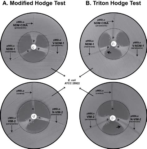 Results Of The Modified Hodge Tests Mht And The Triton Hodge Test