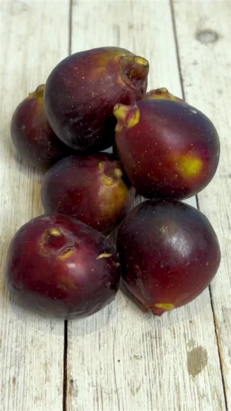 Without Wasps Fig Trees Wouldnt Be Able To Produce Fruit🐝🌱figs Are