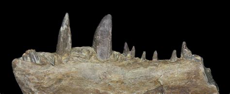 71 Xiphactinus Jaw Section With 8 Teeth Kansas 38961 For Sale