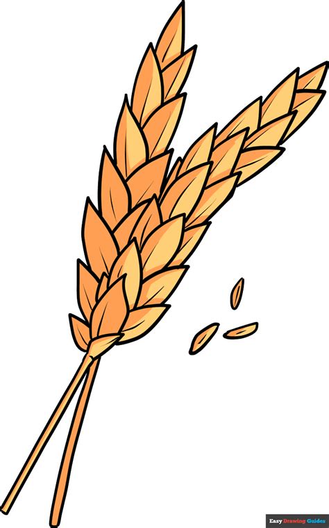 Wheat Drawing Color