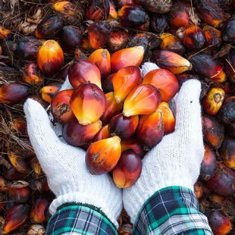 Biji Relai Sawit Segar Murah Shopee Malaysia