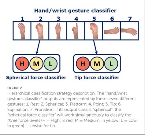 Figure 1 From Hierarchical Strategy For Semg Classification Of The Handwrist Gestures And