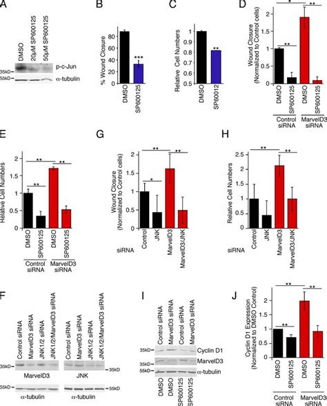 Jnk Signaling And Regulation Of Proliferation And Migration A Download Scientific Diagram