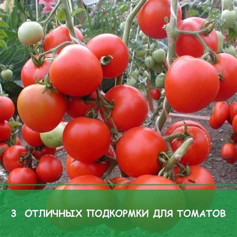 Пин от пользователя Любовь Меньшикова на доске огород Растения Цветоводство Компост