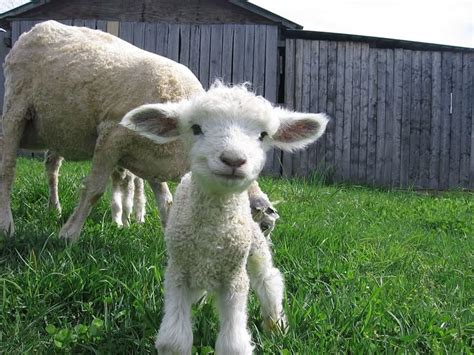 Cute Sheep