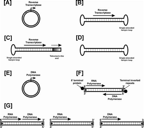 Schematic Diagrams Of Structural Features That Represent The Various Download Scientific