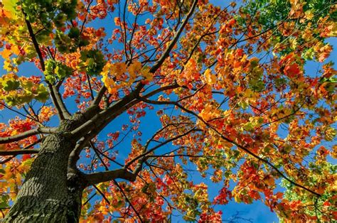 Fall Trees With The Best Color For Your Yard Artsy Pretty Plants