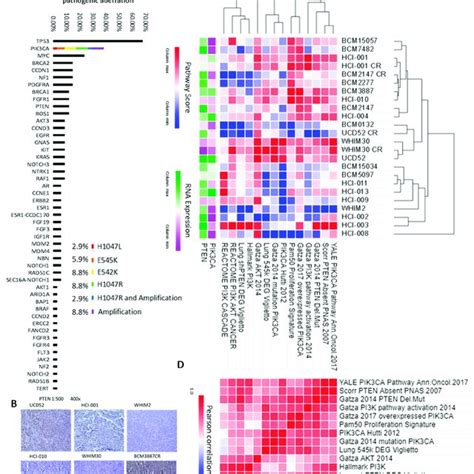 High Pik3ca Gene Aberration And Pathway Enrichment In Many Pik3ca Wt