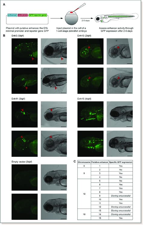 Selected Human Putative Enhancers Display Intrinsic Enhancer Activity Download Scientific