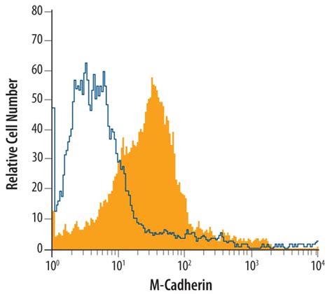 Human M Cadherincadherin 15 Antibody R D Systems 100μg Unlabeled