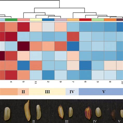 a heat map and hierarchical clustering analysis generated from