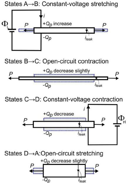 Color Online A Dielectric Elastomer Generator Operates In A Cycle Of Download Scientific
