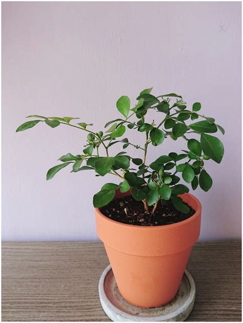 오렌지자스민오렌지재스민 특징 및 키우기 네이버 블로그