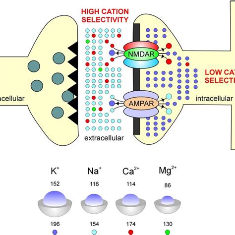 Schematic Of A Synapse Compartmentalizing The Intracellular And Download Scientific Diagram